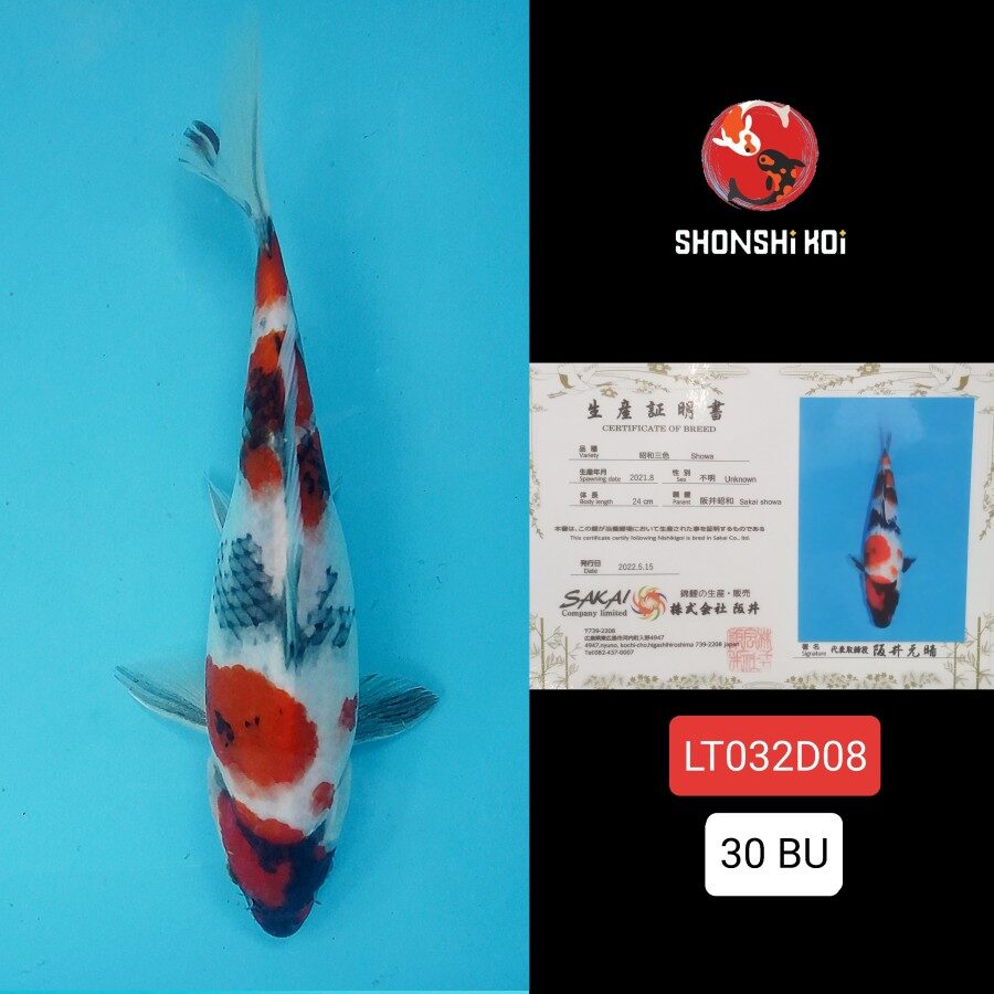 Sakai koi farm | www.shonshikoi.com