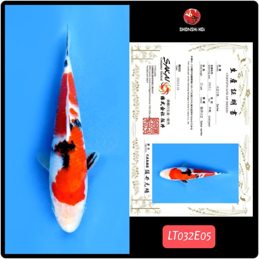 Japanese Koi | www.shonshikoi.com