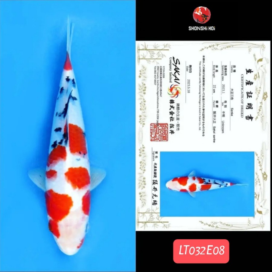 Japanese Koi | www.shonshikoi.com