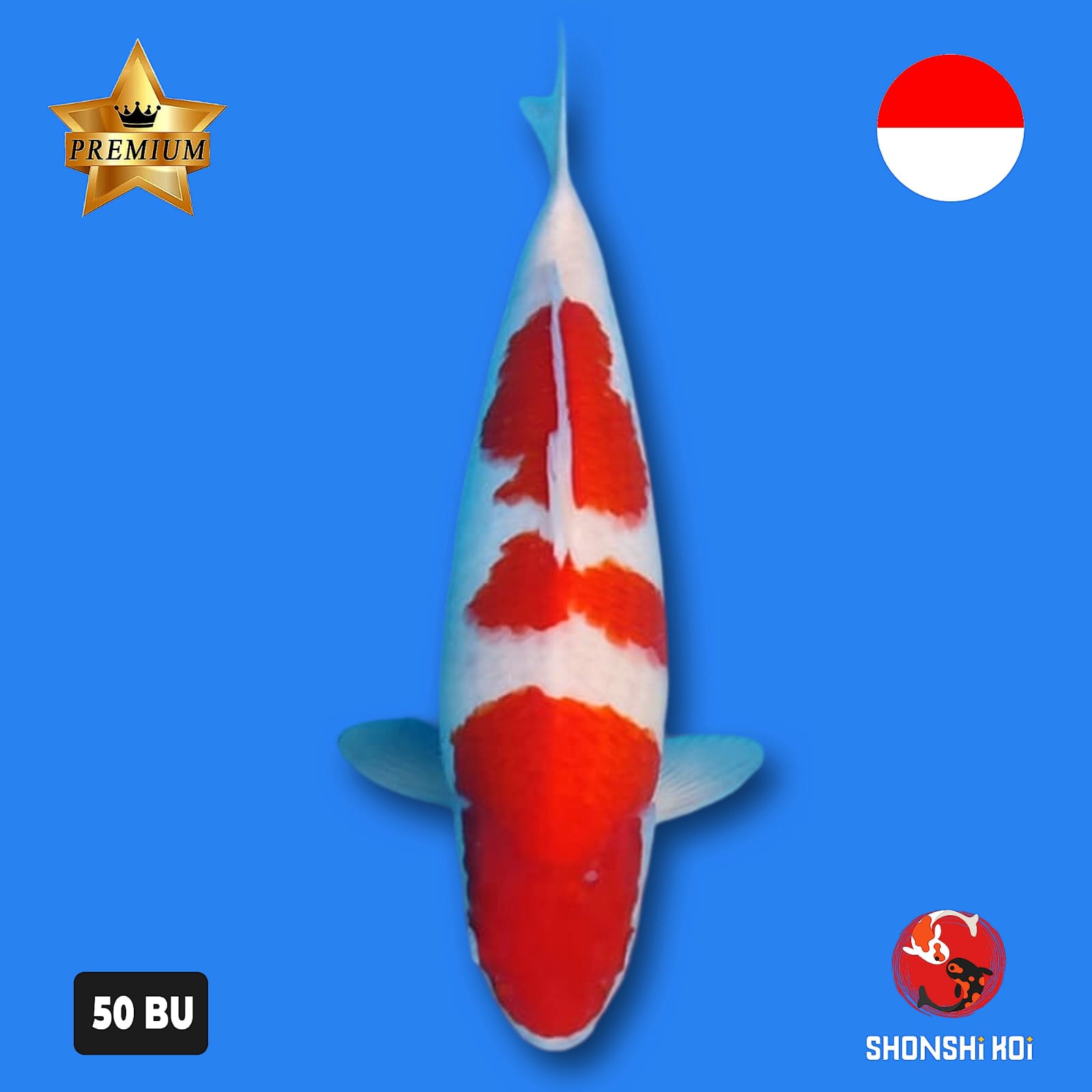 koi kohaku b | www.shonshikoi.com