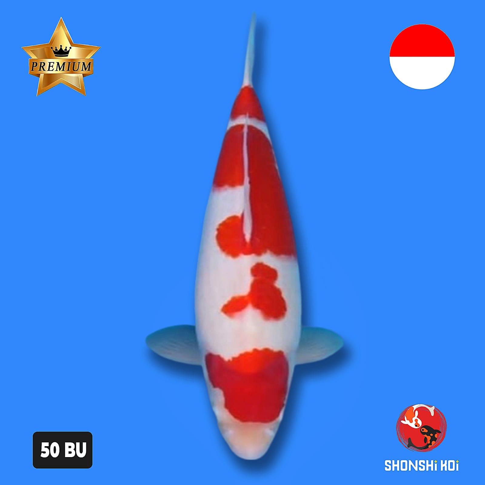 koi kohaku f | www.shonshikoi.com
